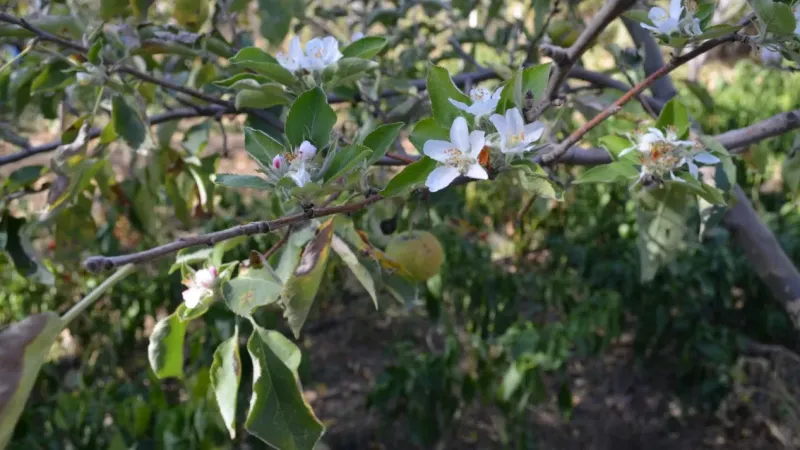Elma ağacı kış mevsiminde çiçek açtı - Sonsöz Gazetesi